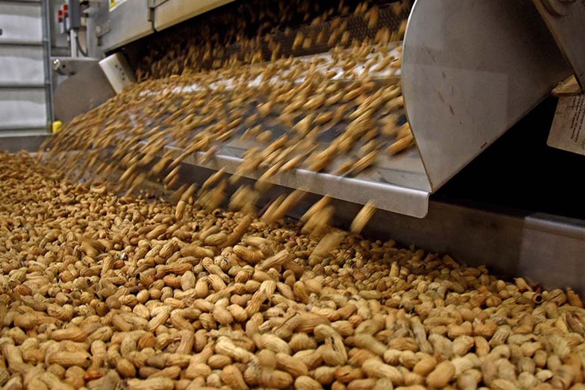 Maní: se transita un mes clave para precisar el futuro de la producción
