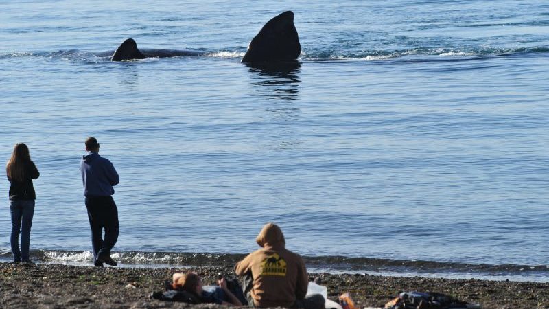 Argentina fue distinguida como Mejor “Destino de Avistaje de Ballenas ...