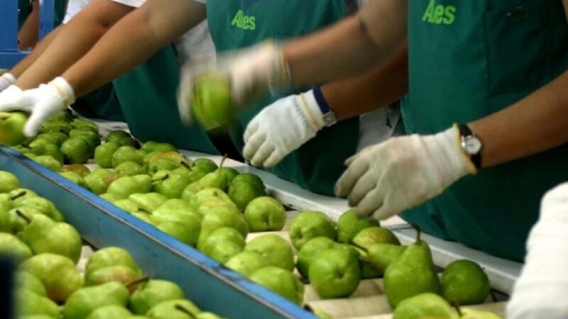 La exportación de frutas creció un 7% en comparación a 2019