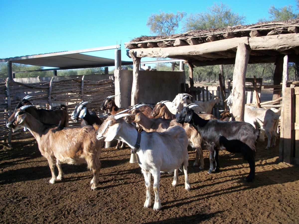 La producción caprina pampeana se destacó en el oeste de la provincia