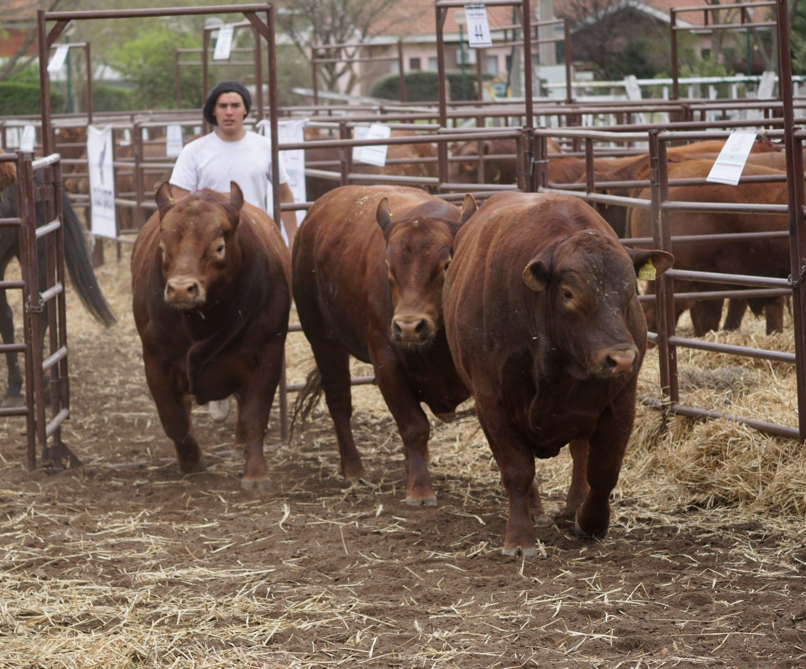 Récord en el Remate Limangus en Santa Rosa: un toro fue vendido por 27 millones de pesos